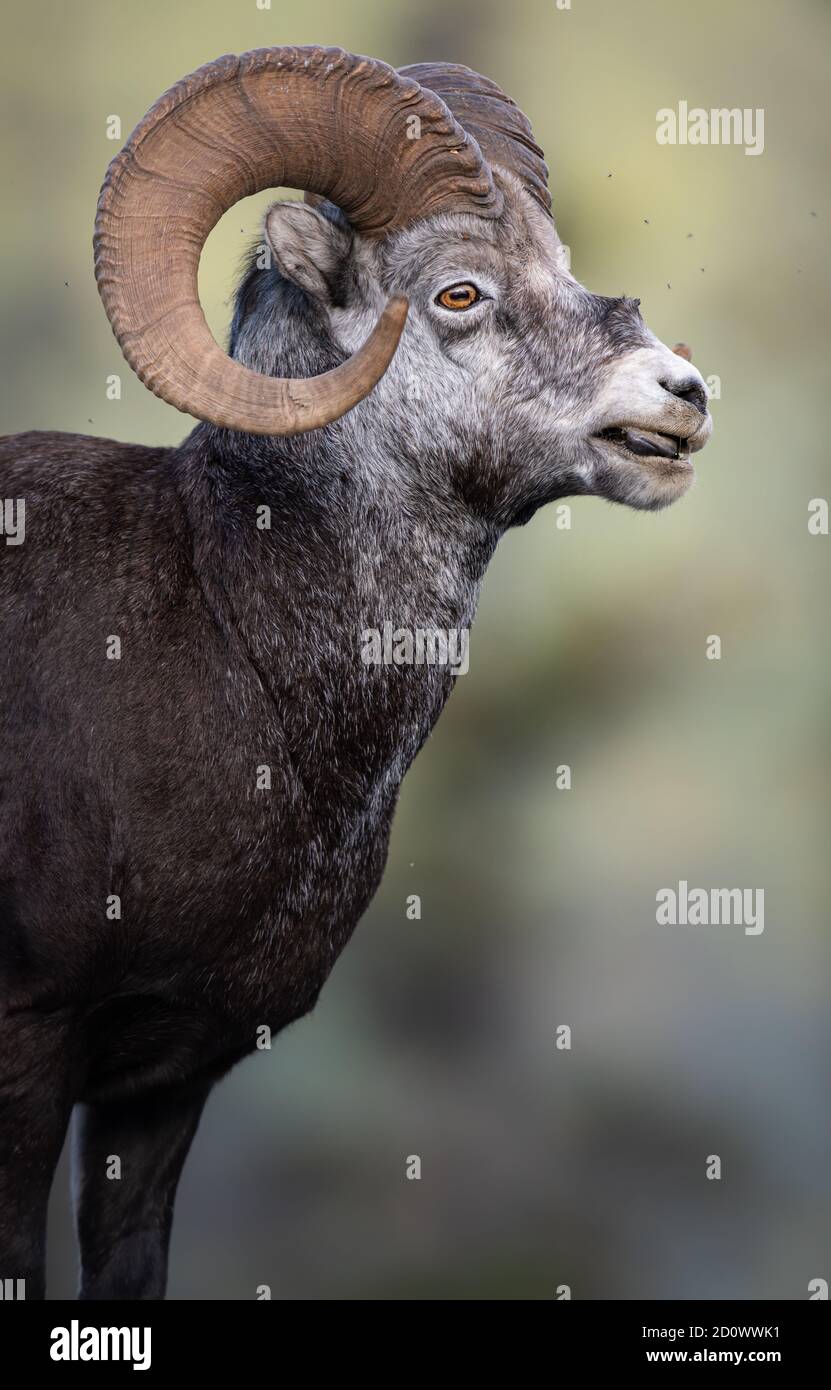 Stone sheep ram in the wild Stock Photo - Alamy