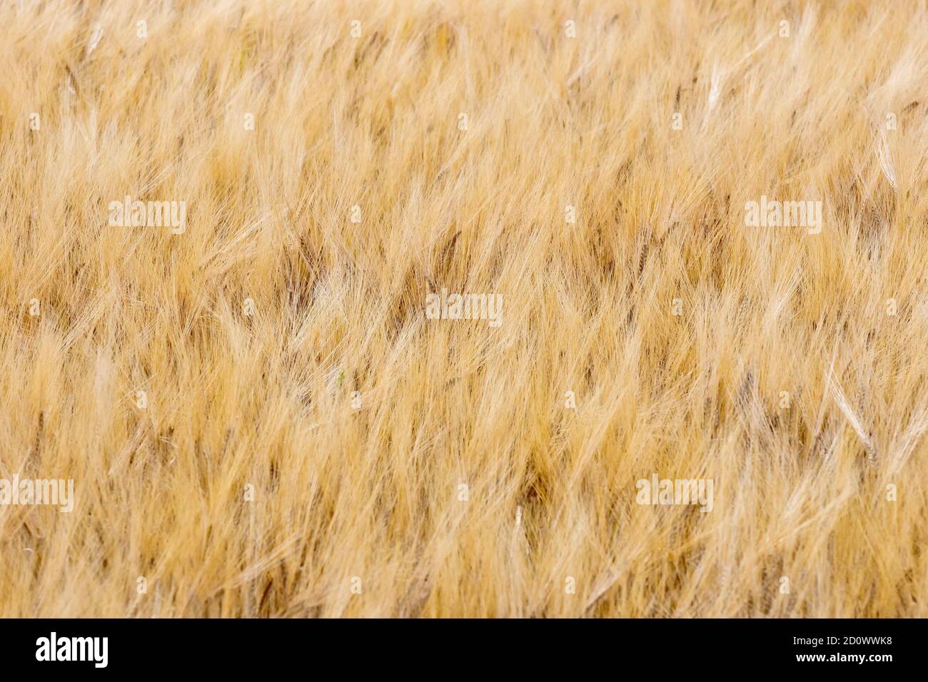 Abstract impressionism hi-res stock photography and images - Alamy