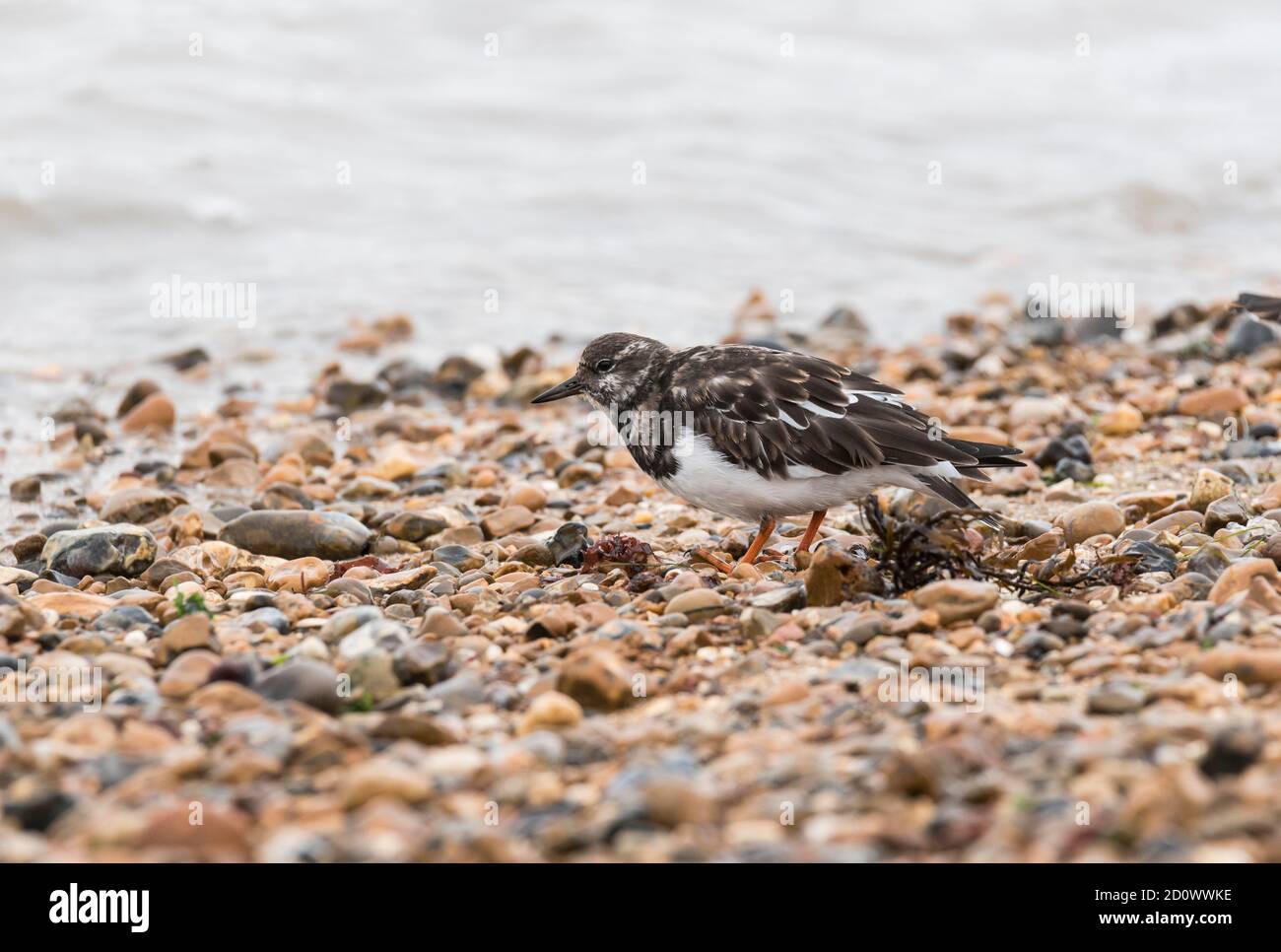 Arenaria interpres side view hi-res stock photography and images - Alamy