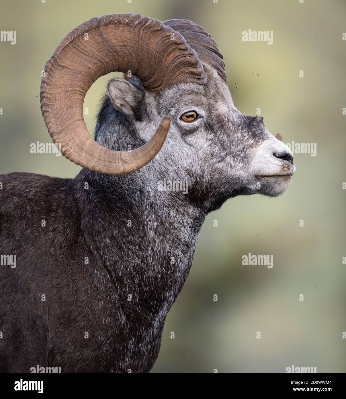 Stone sheep ram in the wild Stock Photo - Alamy