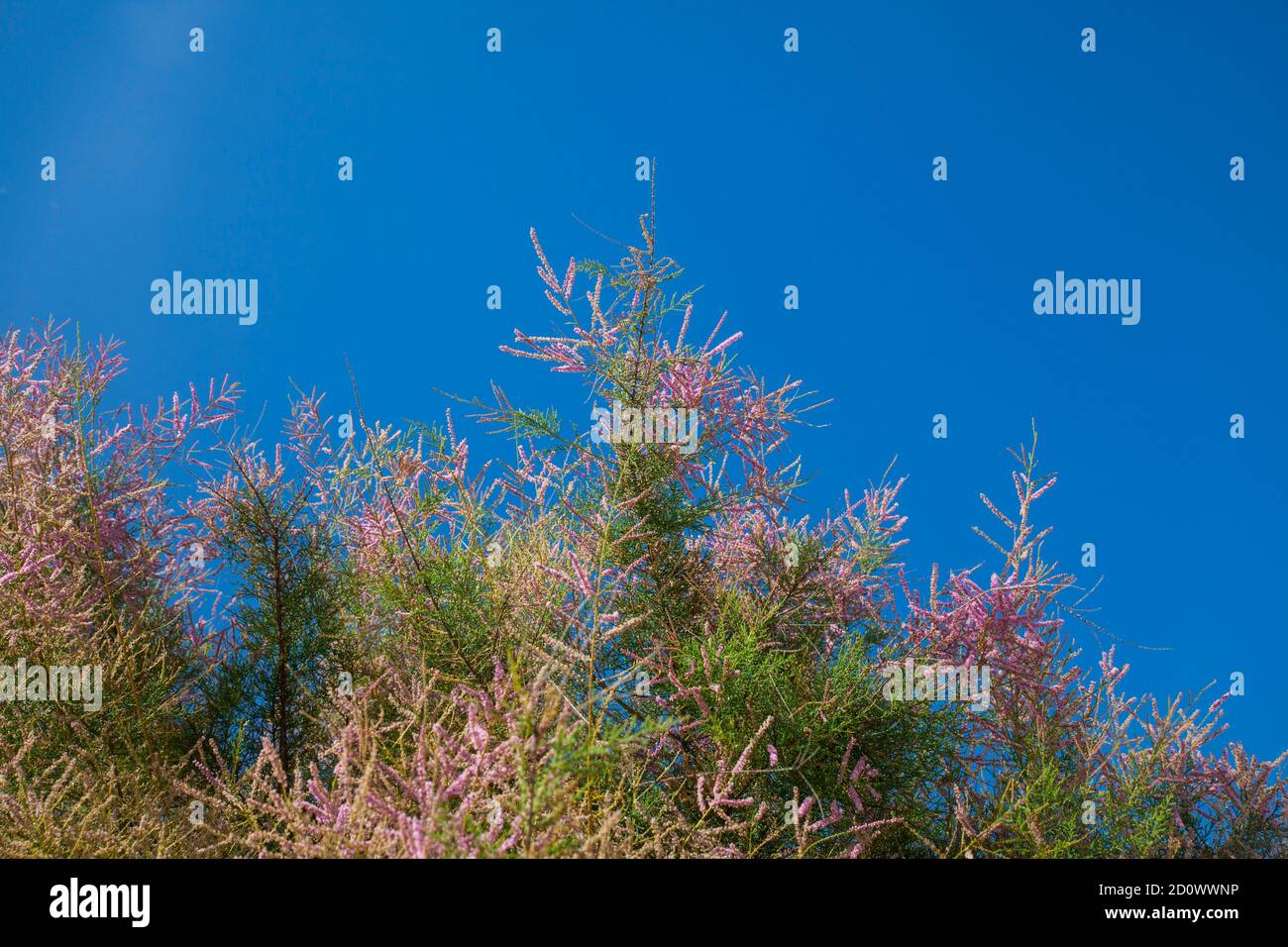Branches of a blooming pink tamarix against the blue sky Stock Photo ...
