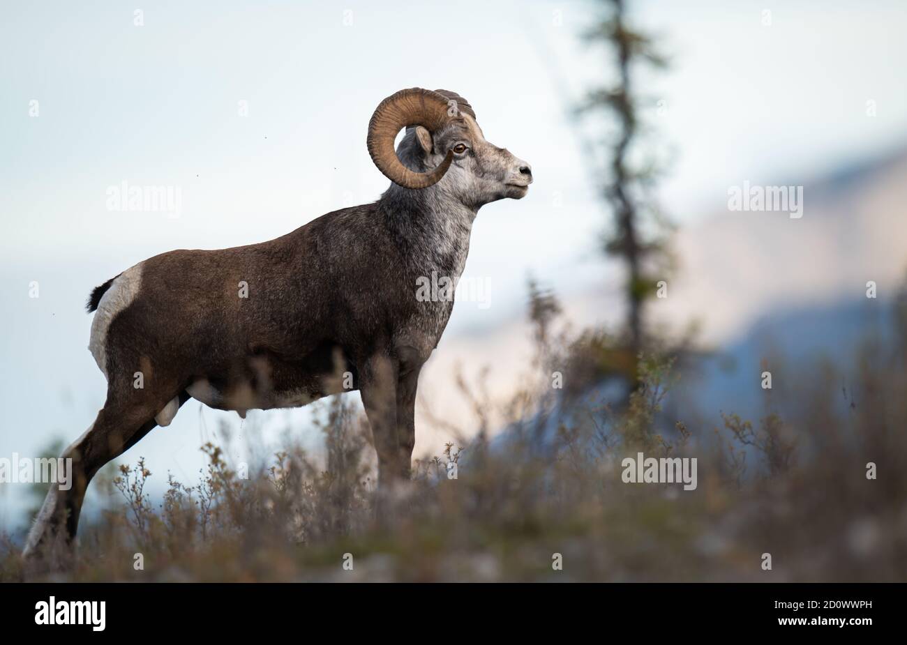 Stone sheep ram in the wild Stock Photo - Alamy