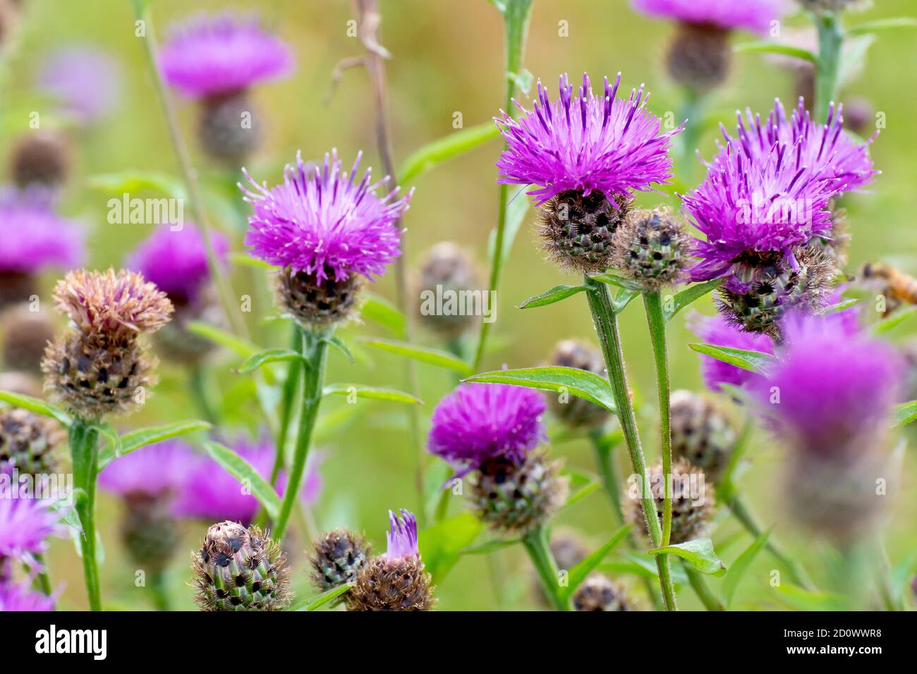 Lesser Knapweed (centaurea nigra), also known as Hardheads, close up of ...