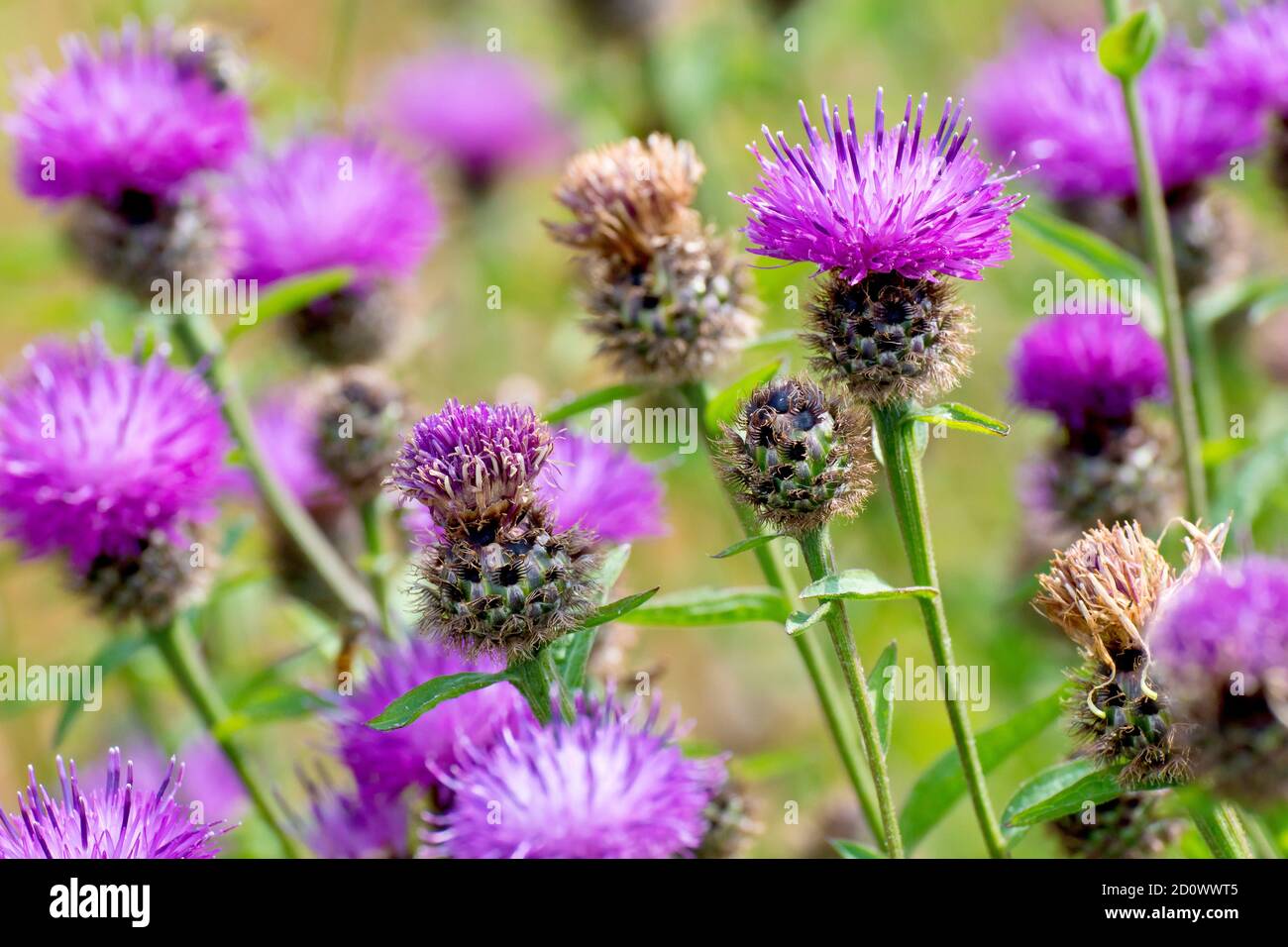 Lesser Knapweed (centaurea nigra), also known as Hardheads, close up of ...