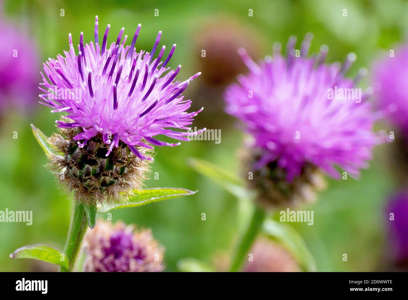 Lesser Knapweed (centaurea nigra), also known as Hardheads, close up of ...