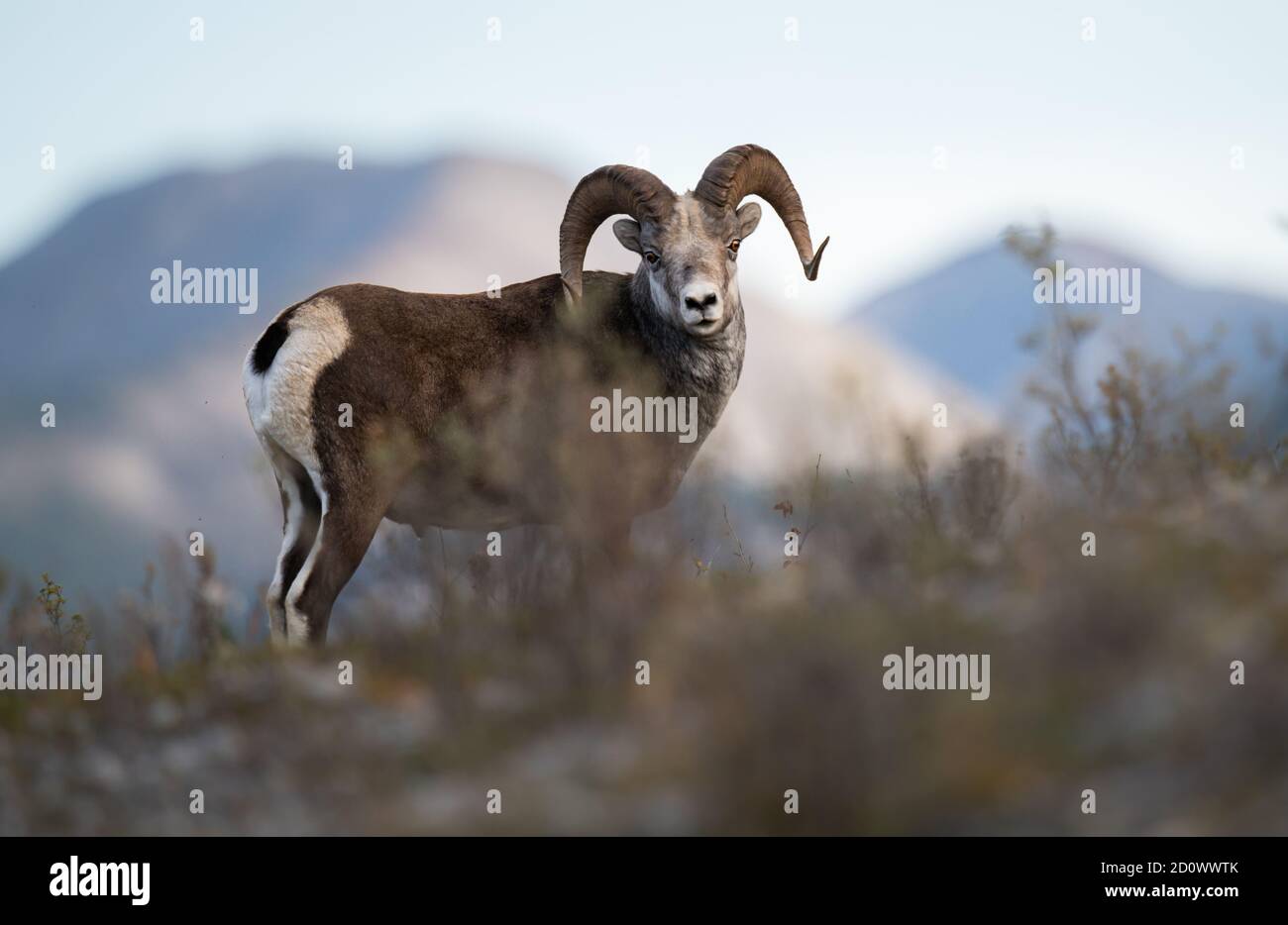 Stone sheep ram in the wild Stock Photo - Alamy