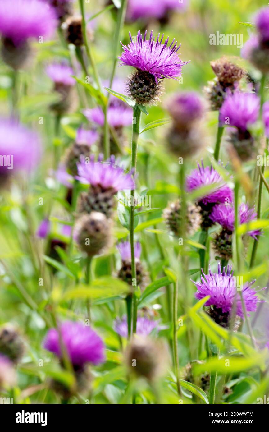 Lesser Knapweed (centaurea nigra), also known as Hardheads, close up of ...