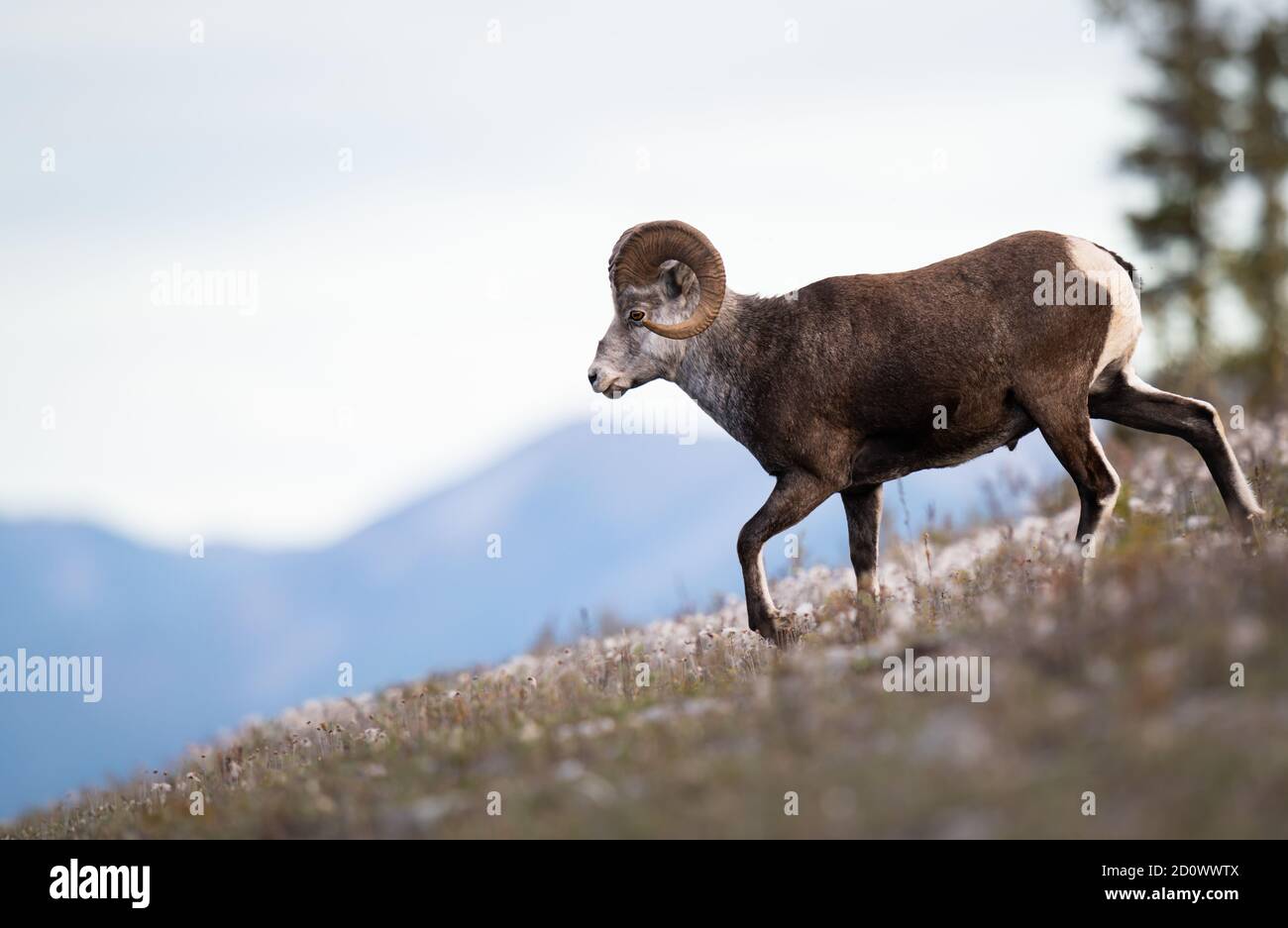 Stone sheep ram in the wild Stock Photo - Alamy