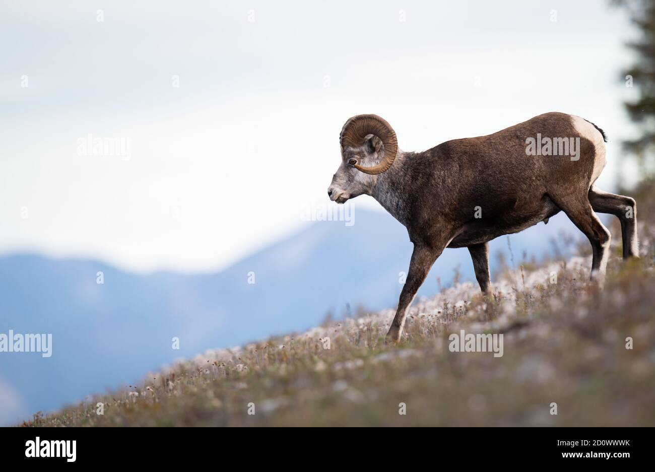 Stone sheep ram in the wild Stock Photo - Alamy