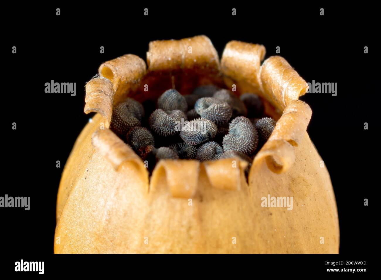 Macro silene dioica seeds hi-res stock photography and images - Alamy