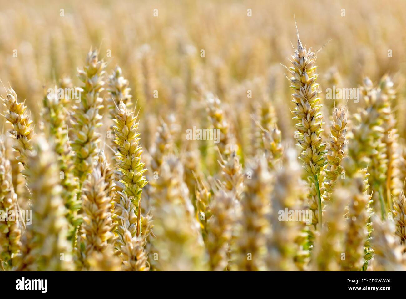 Wheat field closeup hi-res stock photography and images - Alamy