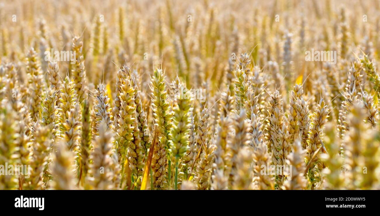 Wheat field closeup hi-res stock photography and images - Alamy