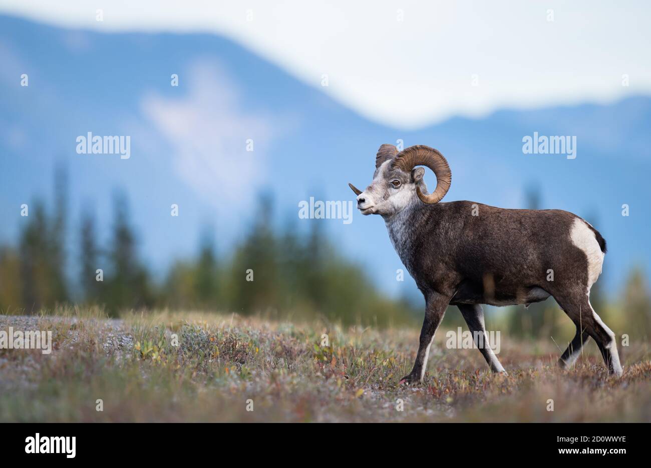 Stone sheep ram in the wild Stock Photo - Alamy