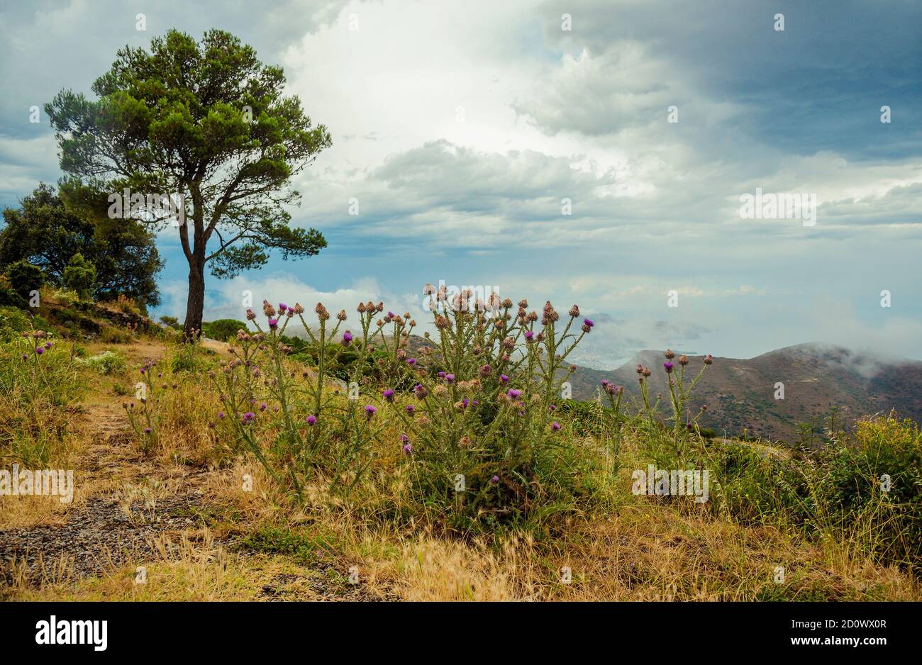 Cirsium arvense flowers on the mountains. Spain, Catalonia, Costa Brava ...