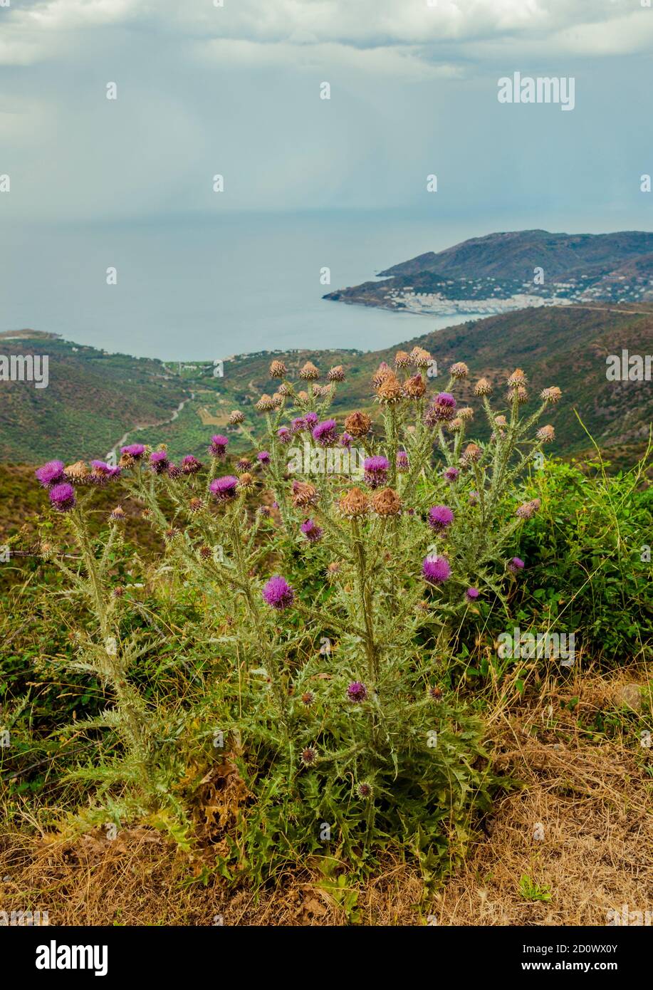 Summer landscape. Spain, Catalonia, Costa Brava, El Port de la Selva ...