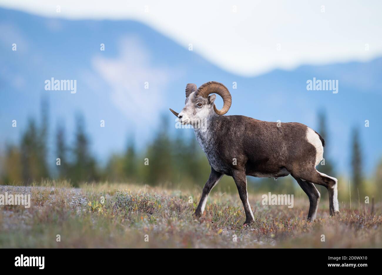 Stone sheep ram in the wild Stock Photo - Alamy