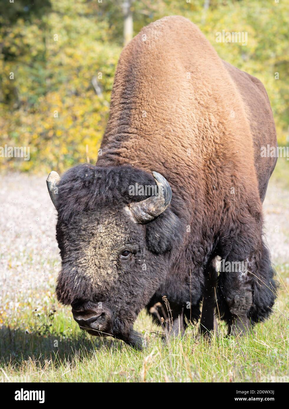 Bison in the wild Stock Photo - Alamy