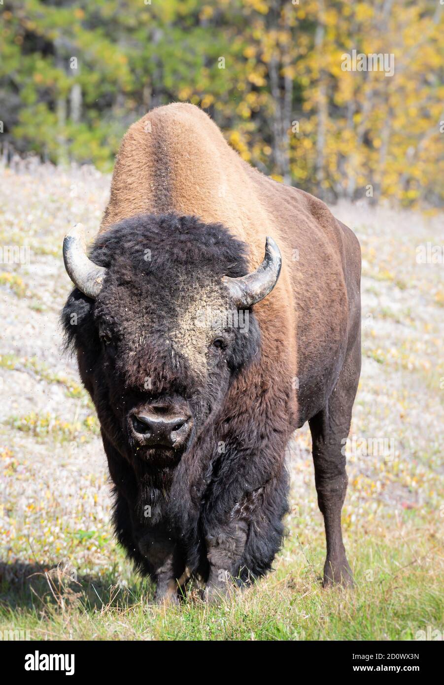Bison in the wild Stock Photo - Alamy