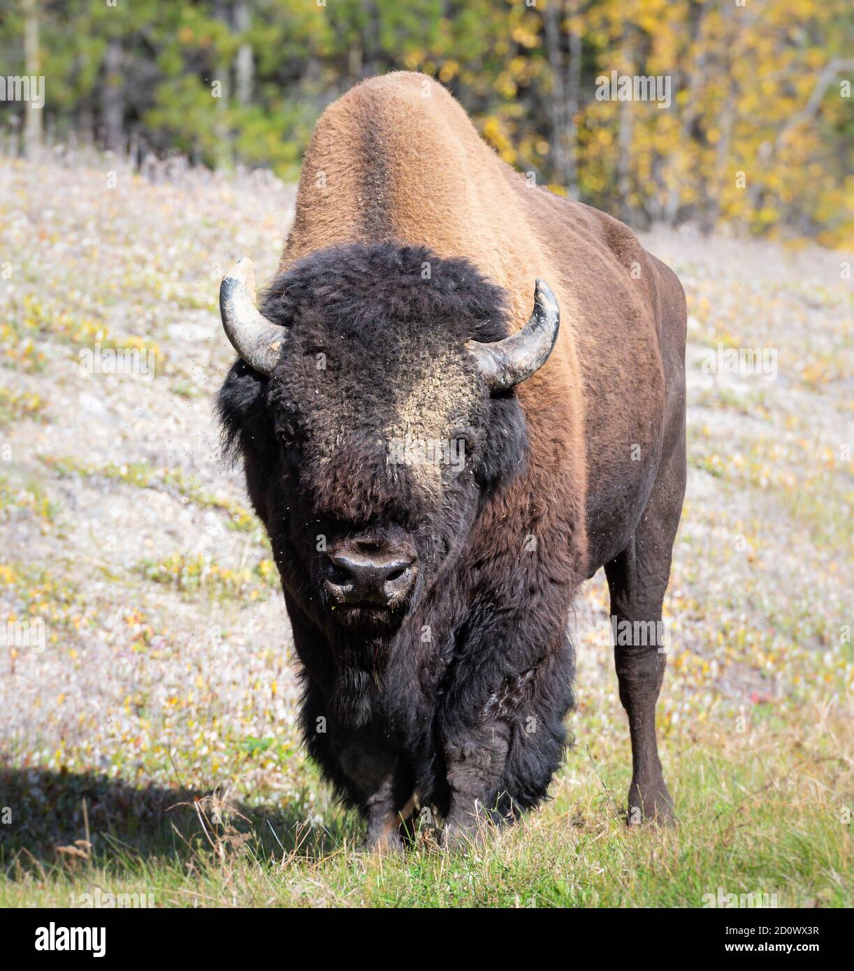 Bison in the wild Stock Photo - Alamy