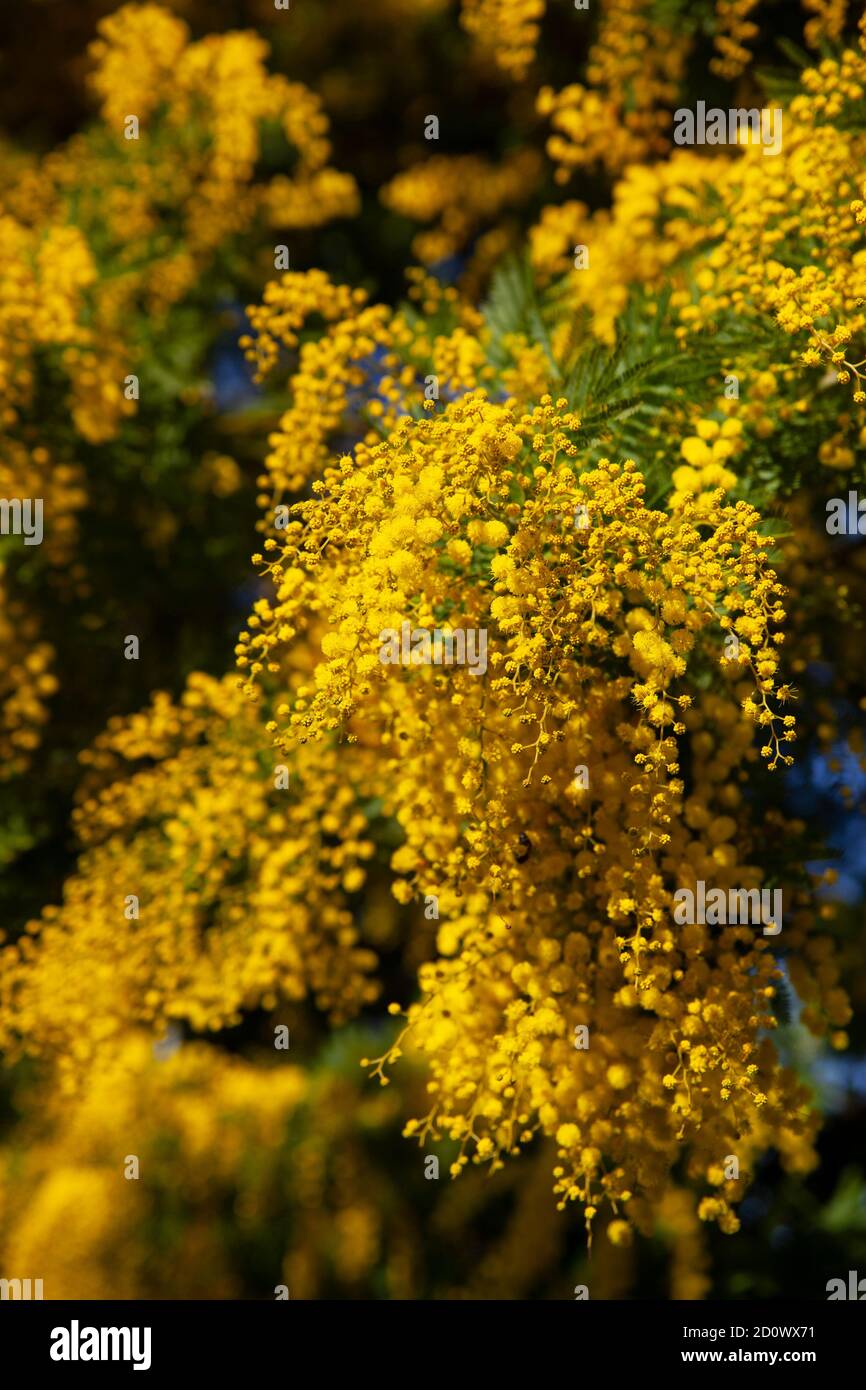Acacia dealbata flowers in nature Stock Photo - Alamy