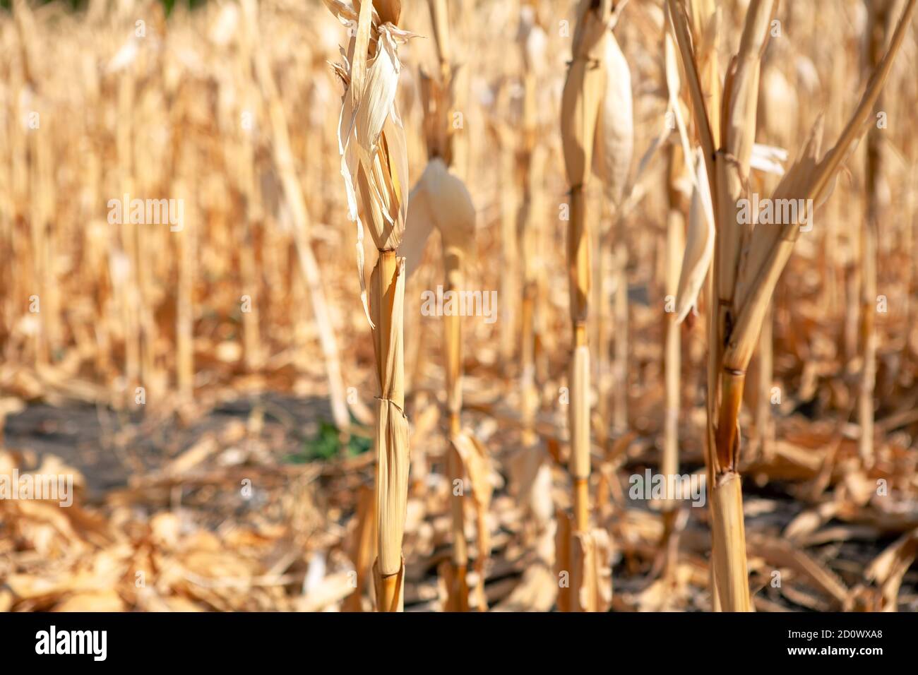 Dry corn plants on the plantation Stock Photo - Alamy
