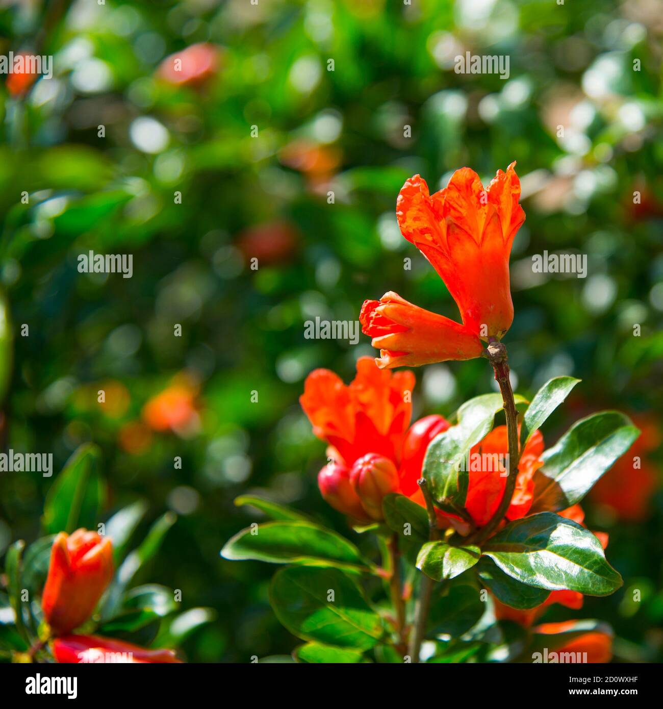 Red garnet flowers on a branch, Spain Stock Photo - Alamy