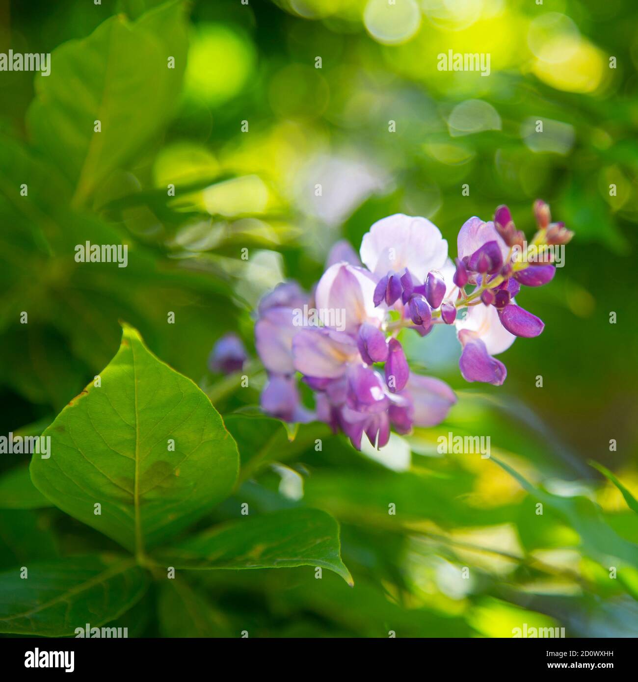 Purple flowers on the branch of acacia tree Stock Photo - Alamy