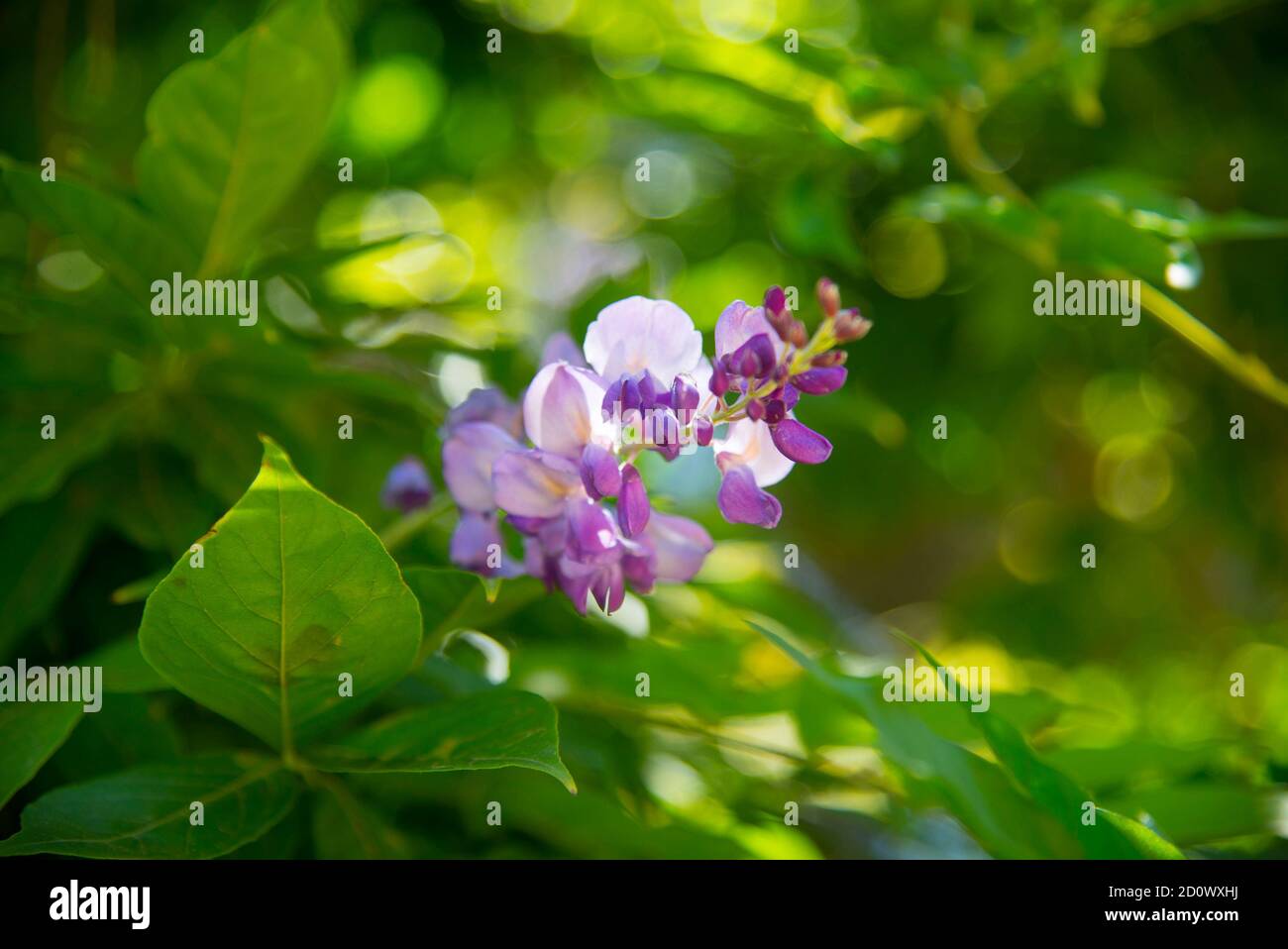 Purple flowers of acacia Stock Photo - Alamy