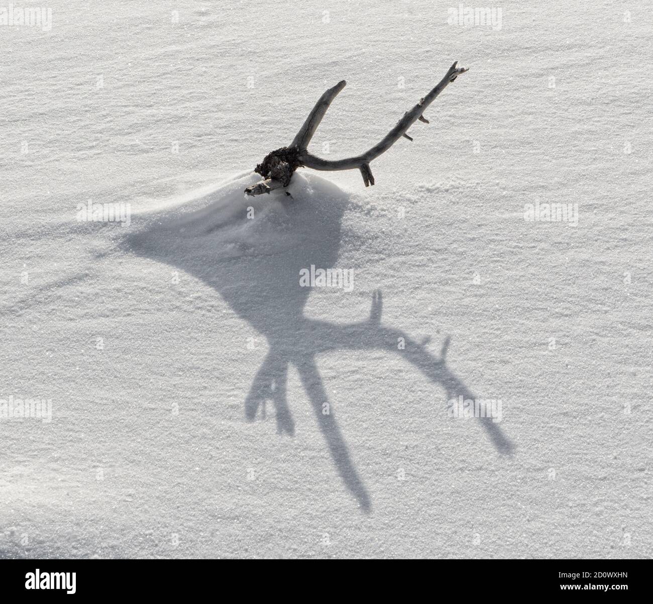 Dead stick in snow Stock Photo - Alamy