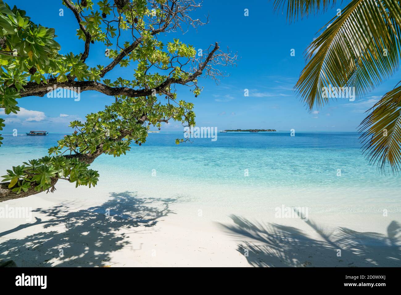 Beach with trees in foreground Stock Photo - Alamy
