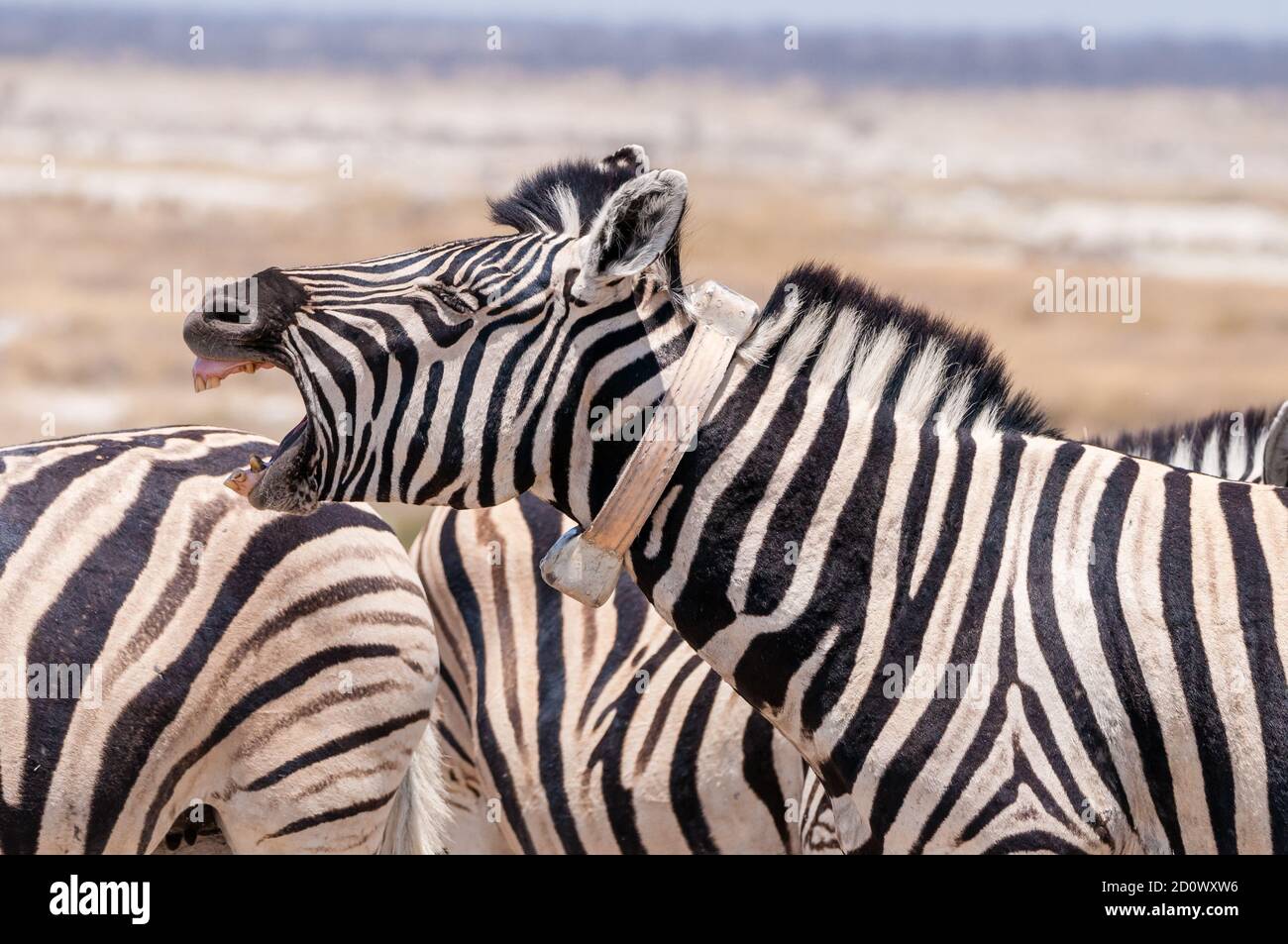 Gps tracker zebra hi-res stock photography and images - Alamy