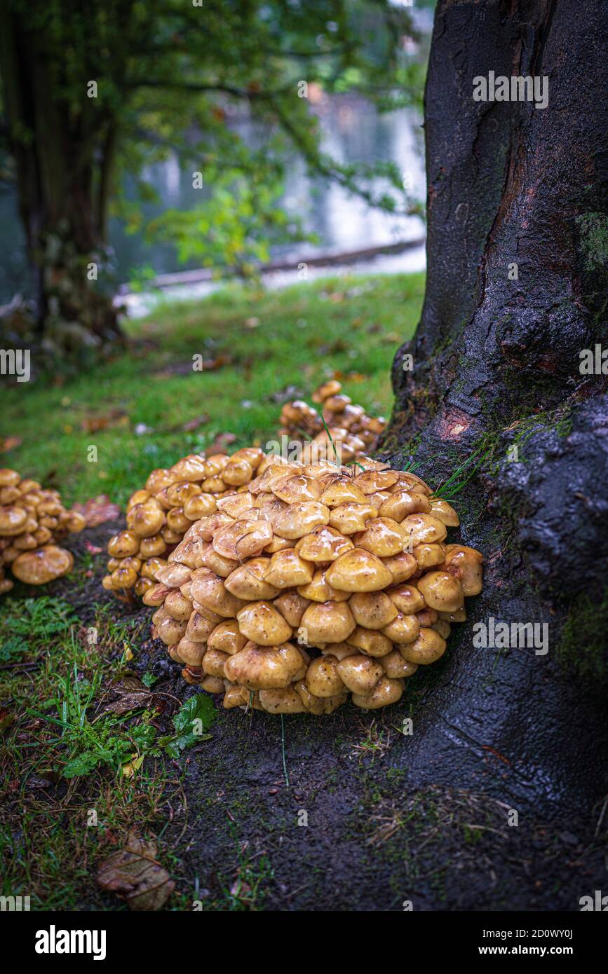Shoestring fungus hi-res stock photography and images - Alamy