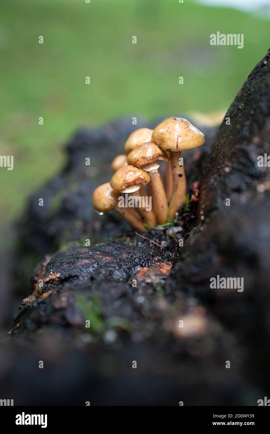 Shoestring root rot hi-res stock photography and images - Alamy