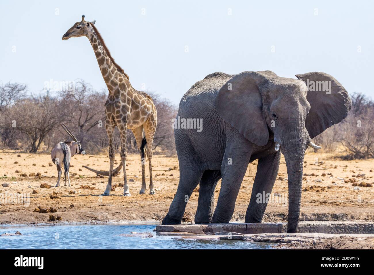 African elephant loxodonta africana giraffe hi-res stock photography ...