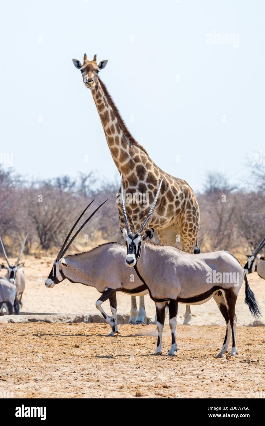 three-horned giraffe, Giraffa camelopardalis, and oryx, Oryx gazella ...