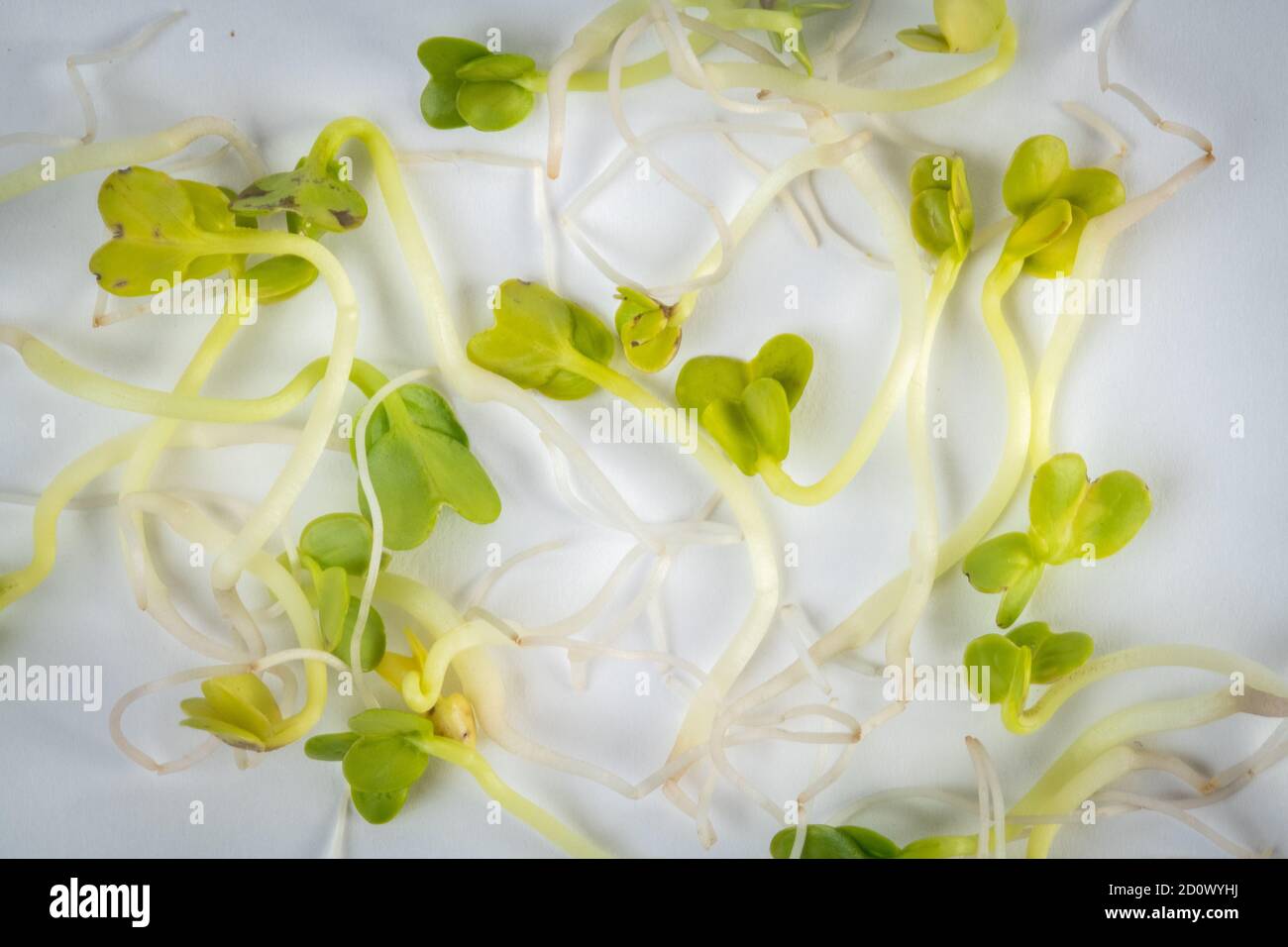 Potomac Sprout Company Organic Sprouts Stock Photo - Alamy