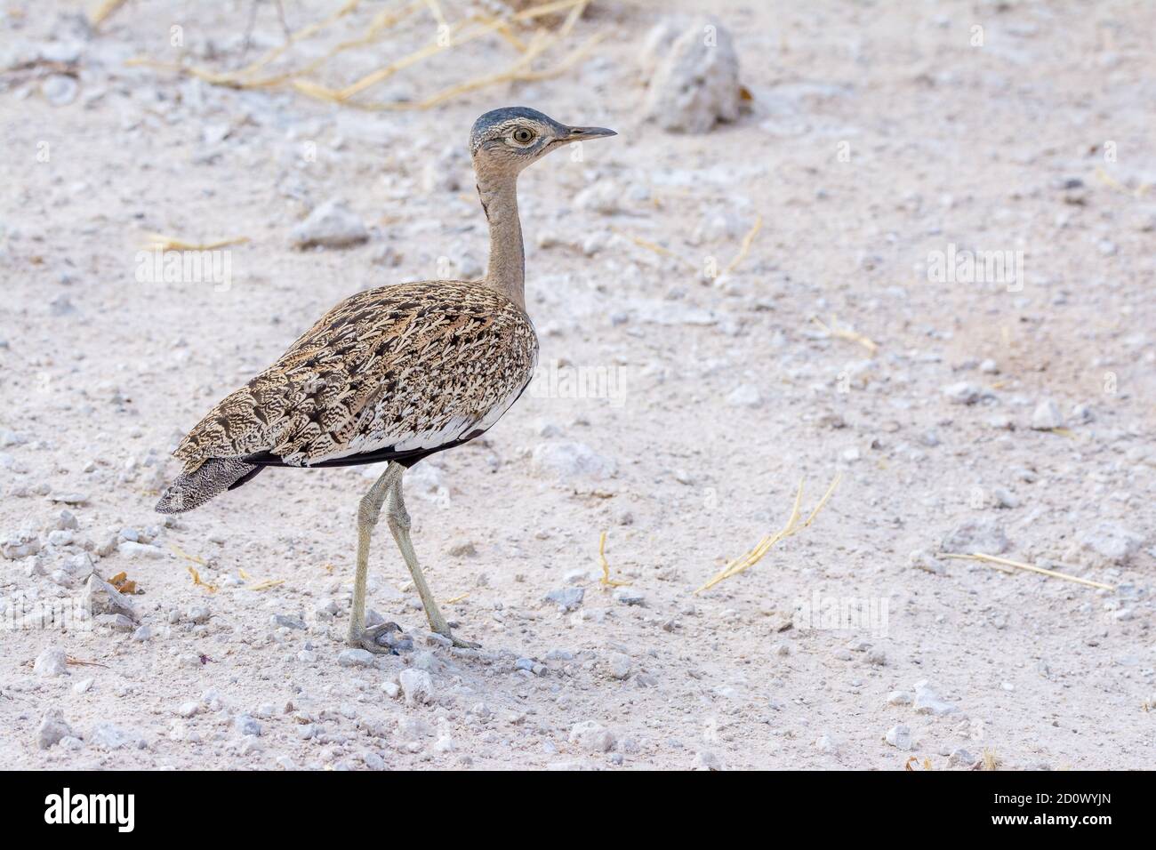 Red Crested Bustard High Resolution Stock Photography and Images - Alamy