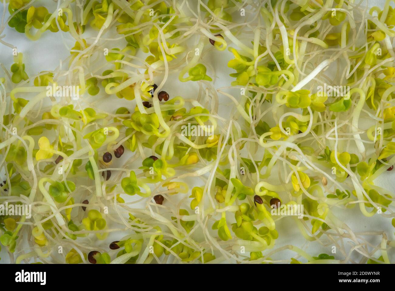 Potomac Sprout Company Organic Alfalfa Sprouts Stock Photo - Alamy