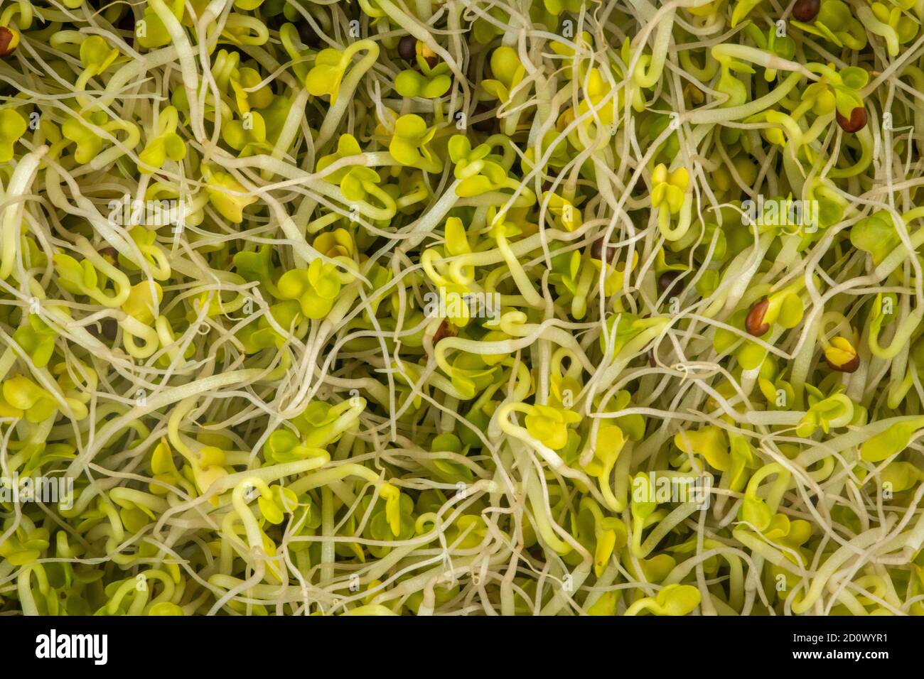 Potomac Sprout Company Organic Sprouts Stock Photo - Alamy