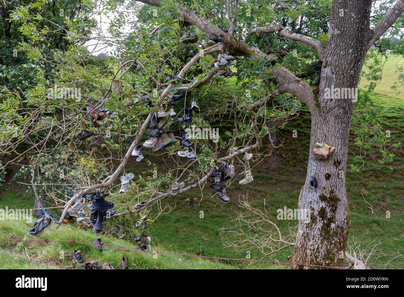 Tree with shoes, Northumberland Stock Photo - Alamy