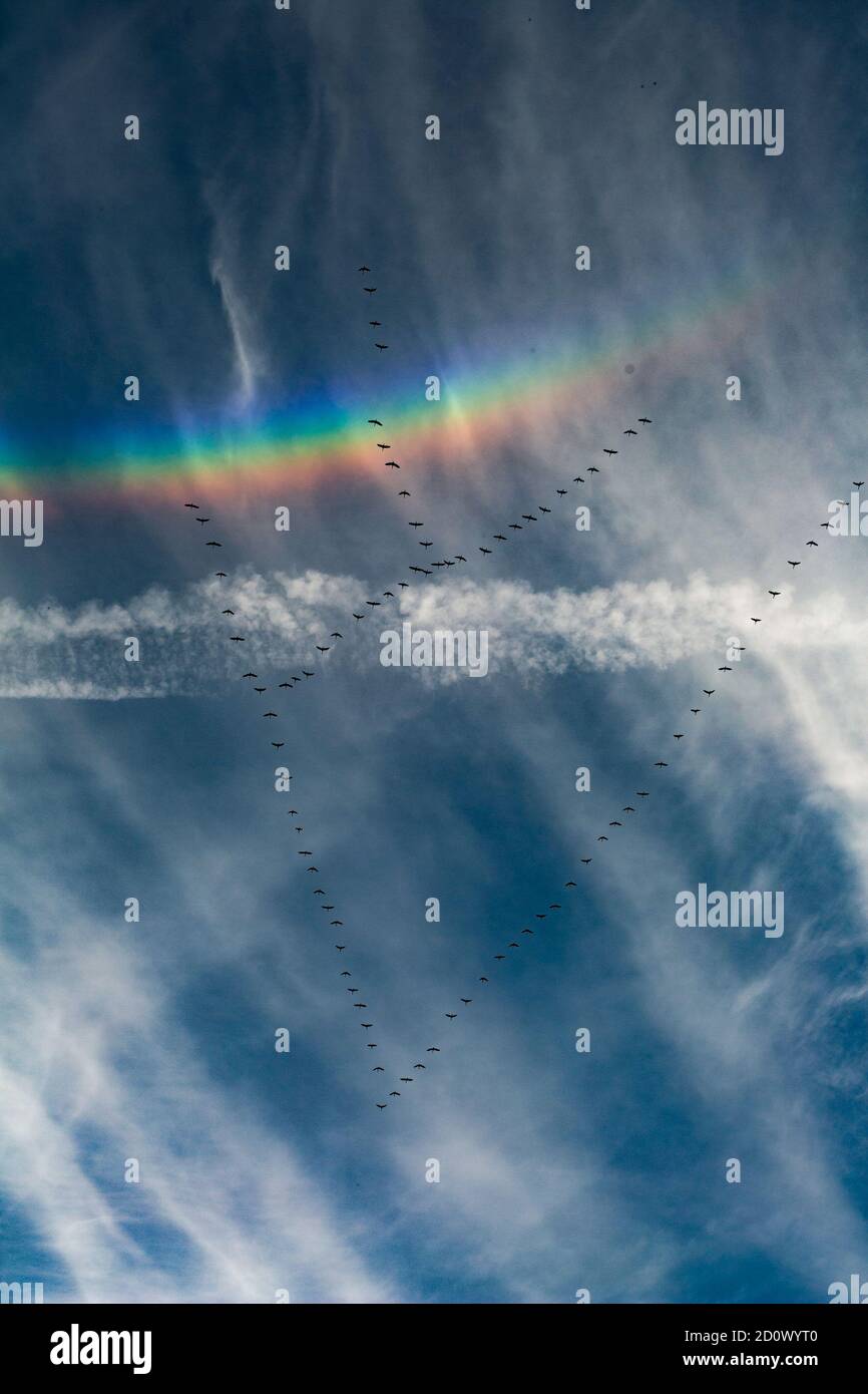 Vertical shot of a flock of birds flying on the beautiful sky Stock ...