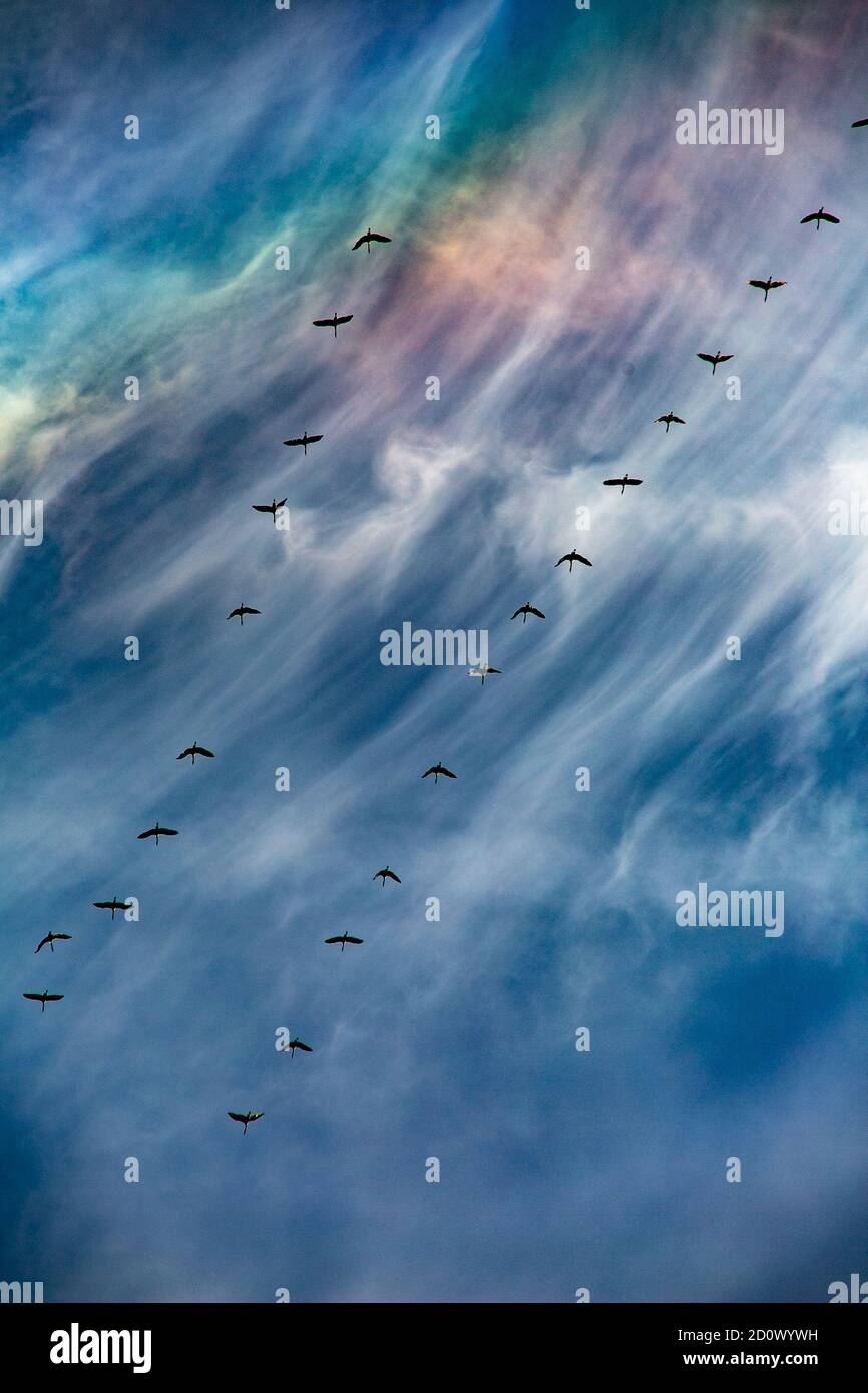 Vertical shot of a flock of birds flying on the beautiful sky Stock ...