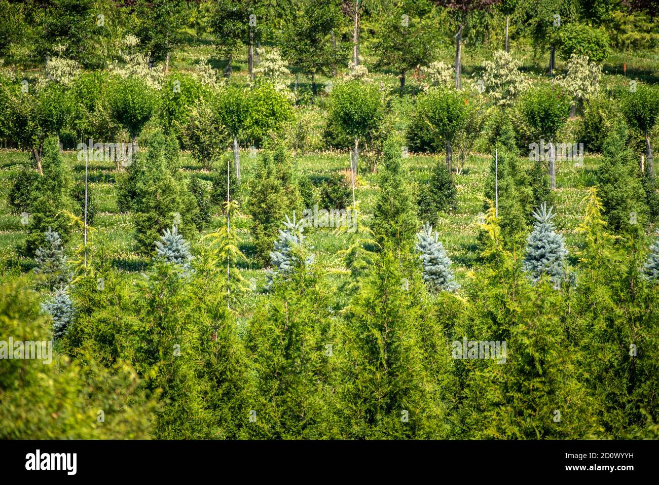 Nursery at Manor View Farms, Jacksonville, MD Stock Photo - Alamy