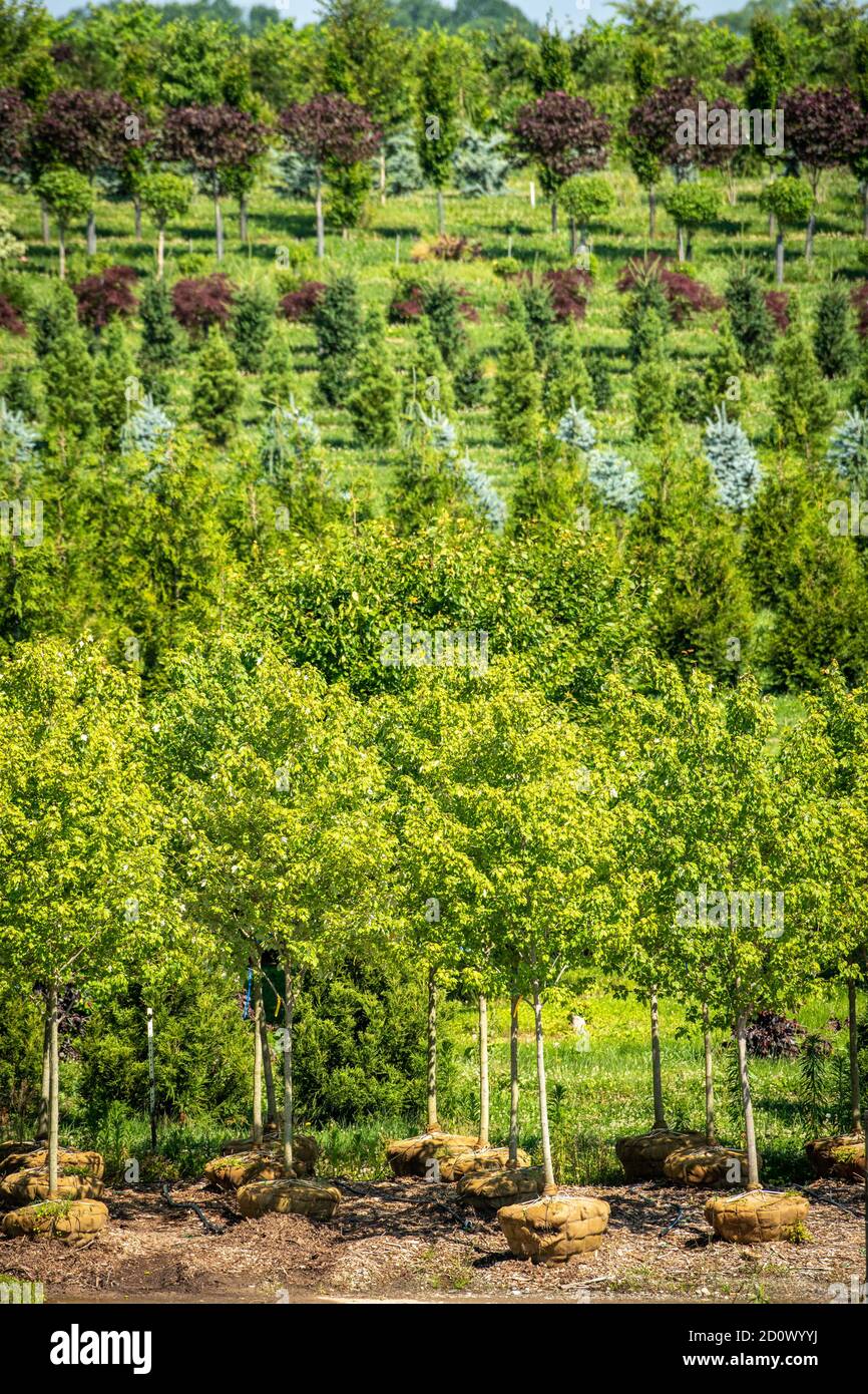 Nursery at Manor View Farms, Jacksonville, MD Stock Photo - Alamy