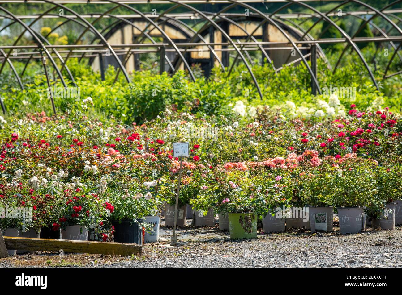 Nursery at Manor View Farms, Jacksonville, MD Stock Photo - Alamy