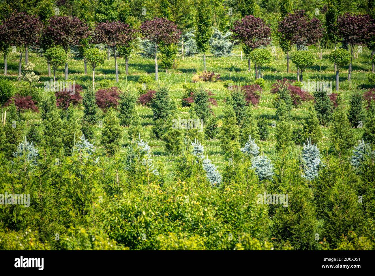 Nursery at Manor View Farms, Jacksonville, MD Stock Photo - Alamy