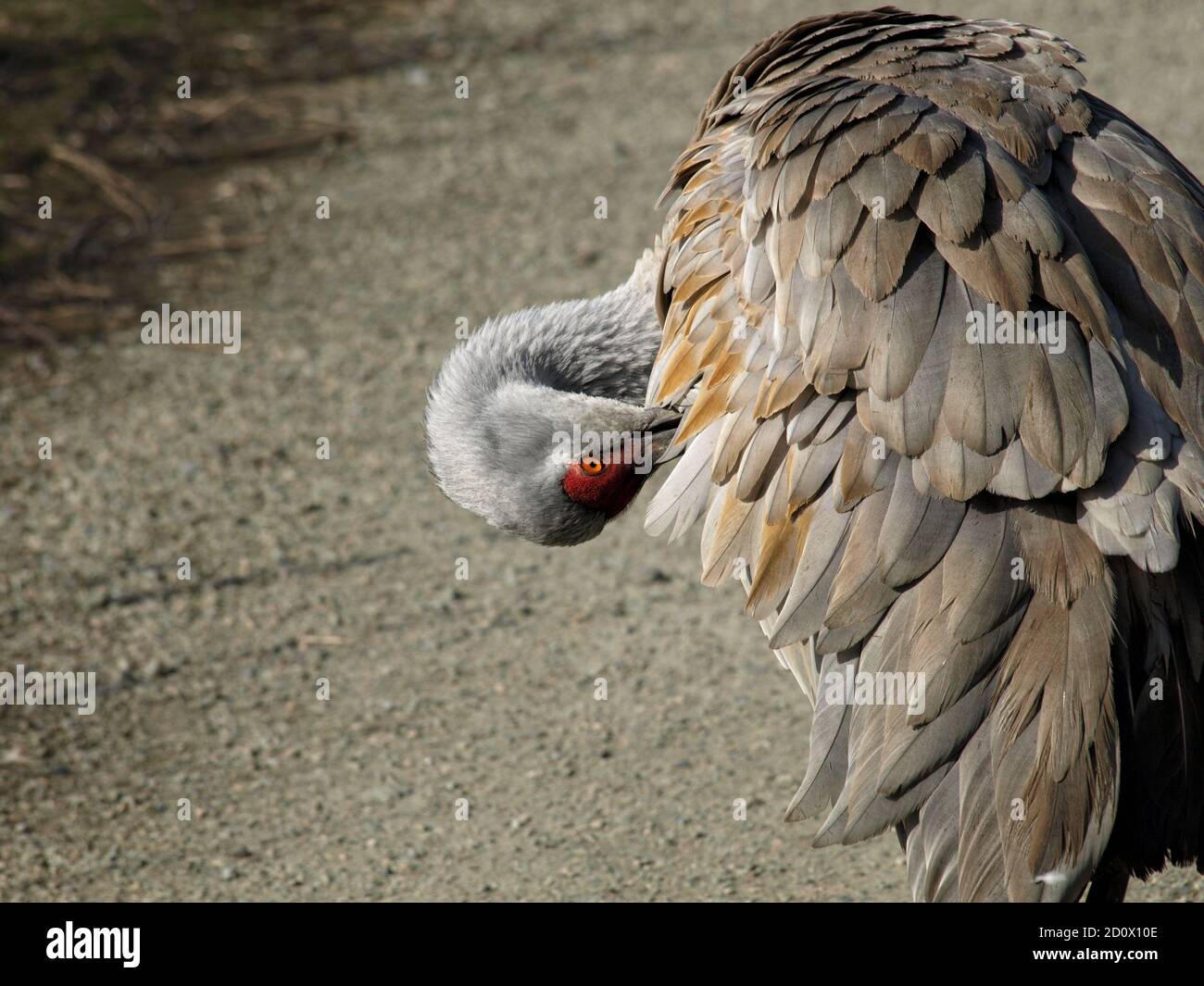 Sandhill Crane (Grus canadensis) preening feathers Stock Photo - Alamy