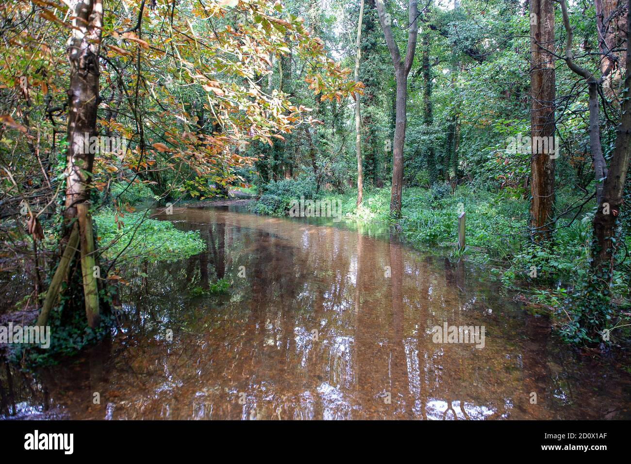 Denham, Buckinghamshire, UK. 3rd October, 2020. The chalk River Colne ...