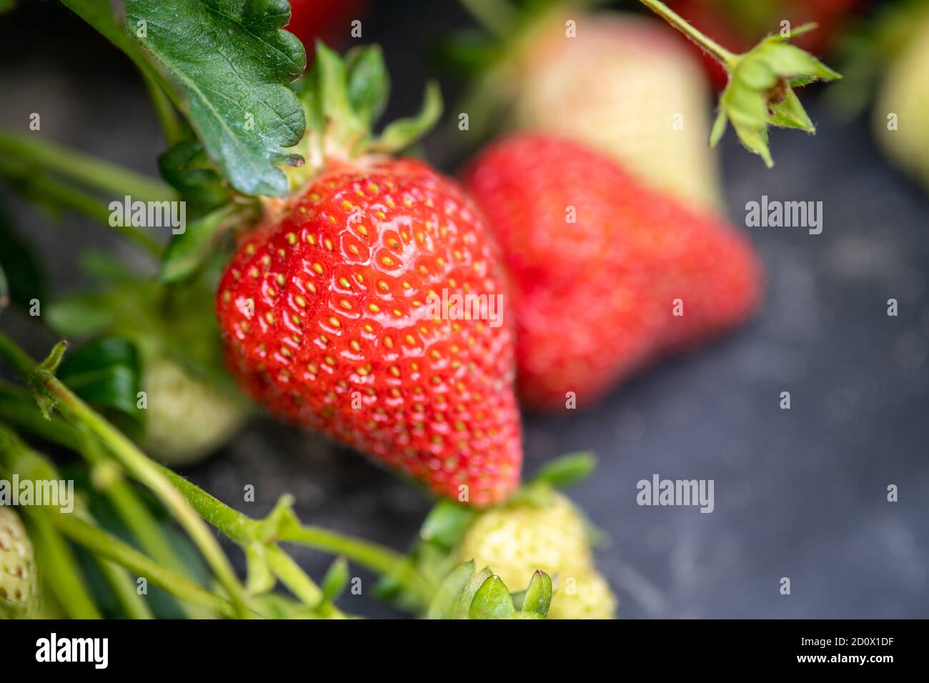 Strawberries on the vine hi-res stock photography and images - Alamy