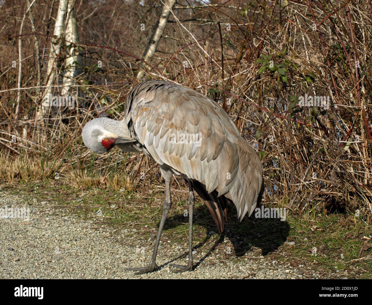 Sandhill Crane (Grus canadensis) preening feathers Stock Photo - Alamy